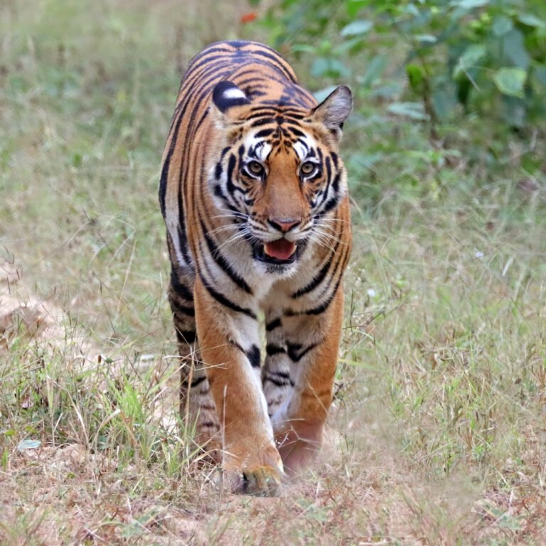 Tigre de Bengala: hábitat, características y estado de conservación