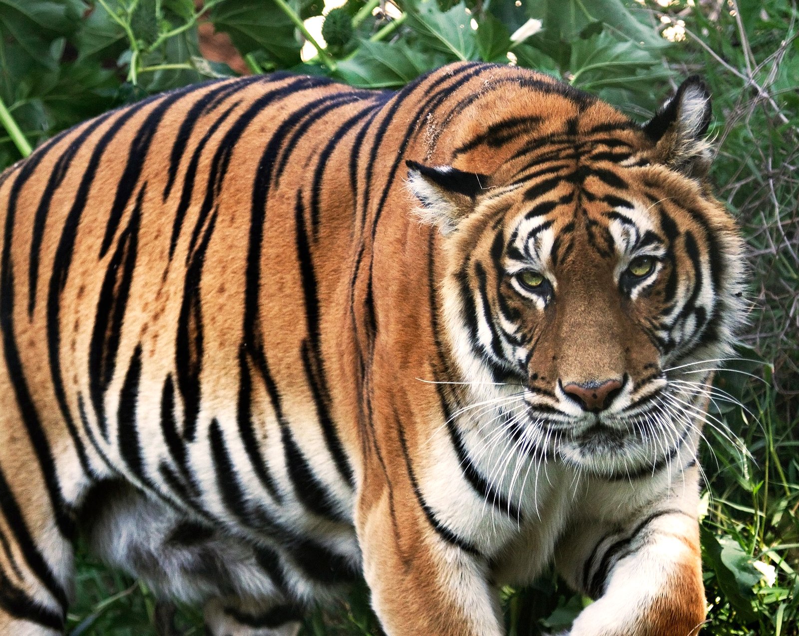 Tigre de Bengala: hábitat, características y estado de conservación